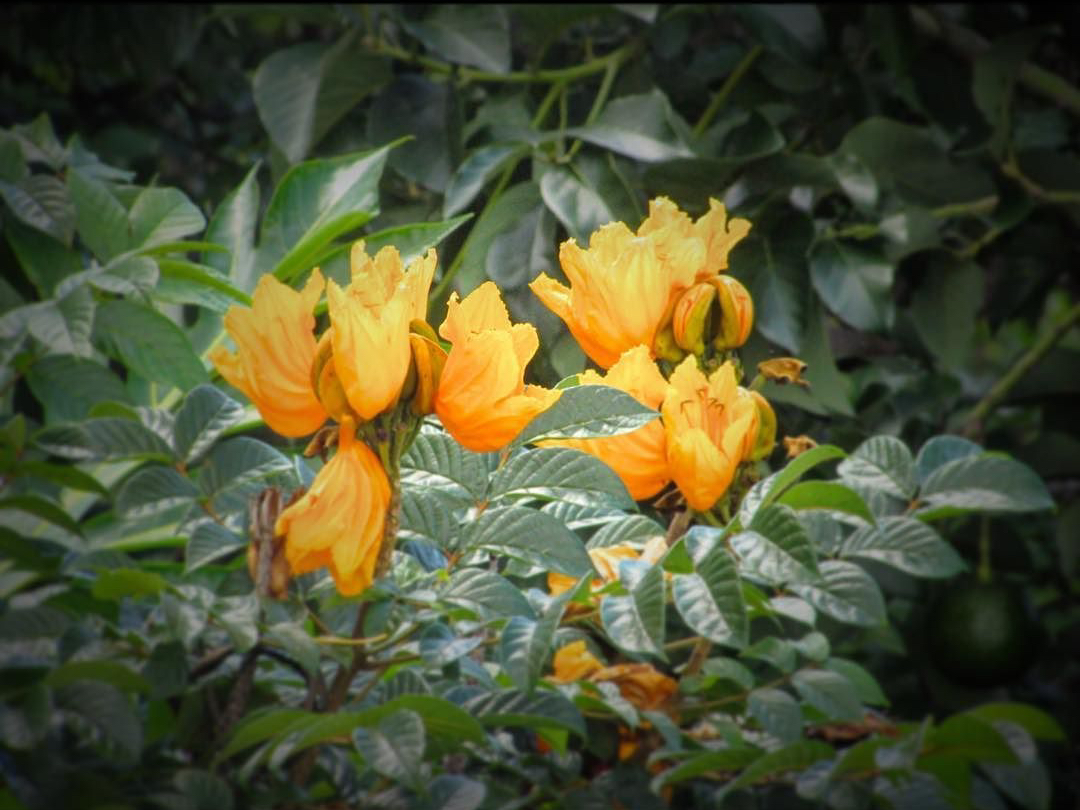 Yellow African Tulip Tree – Kealakua, Hawaii – The Gravis Carte-Wheeler